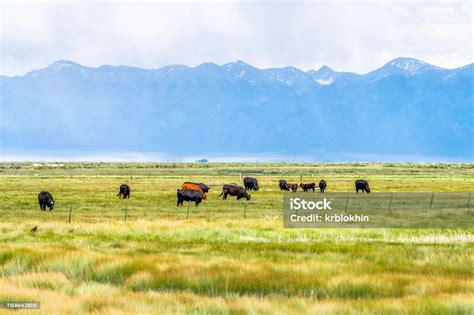 콜로라도 남서부의 고속도로 285에서 시골 시골 농장 목장과 센터 와 몬테 비스타 근처의 소와 로키 산맥의 전망 0명에 대한 스톡 사진 및 기타 이미지 Istock