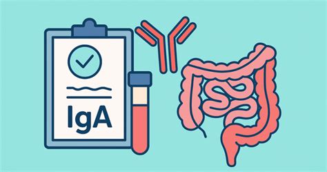 Is Iga High Or Low In Celiac Disease Key Facts Explained