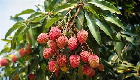 Lychee Tree Full Of Lychee Fruit Premium Ai Generated Image
