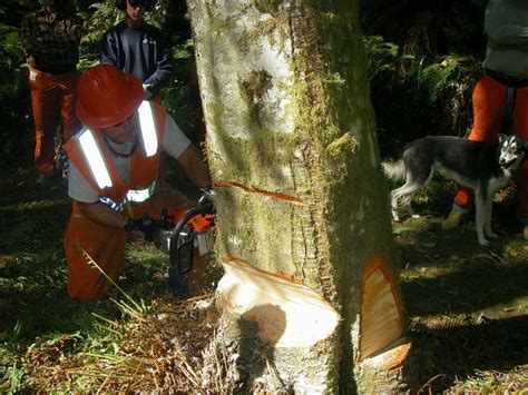 Bore Cut Punch Cut With Side Cut In Game Of Logging Tree Felling Yarding Bucking Chainsaw Safety