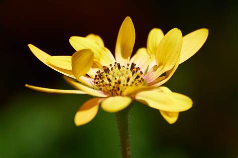 데이지 꽃 식물 노란 Pixabay의 무료 사진