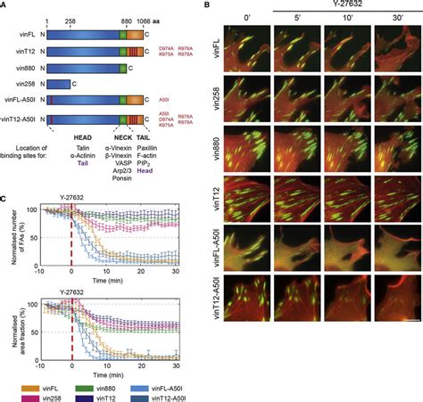 Talin Binding Of Active Vinculin Is Essential For Its Ability To Bypass Download Scientific