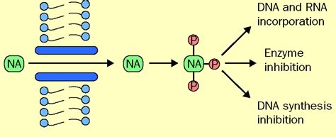 Nucleoside Analogues And Nucleobases In Cancer Treatment The Lancet Oncology