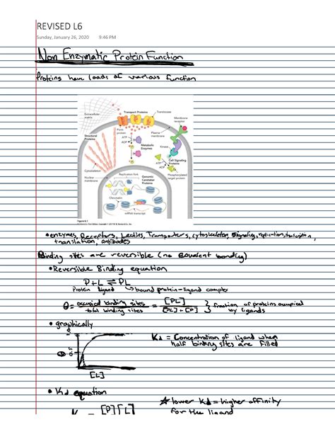 Biochem Lec6 Written Section 1 BIOSC 1000 REVISED L Sunday January 26 2020 9 46 PM Studocu