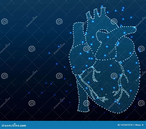 Human Heart Polygon Blue New 1 4 Stock Vector Illustration Of Human Cardiology 141541570