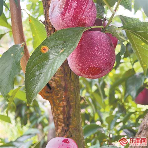 福建李的突围之路 经济 东南网
