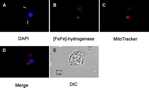Figure S1 Subcellular Localization Of Cell Organelles In