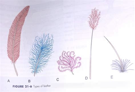 Feather Types Diagram Quizlet
