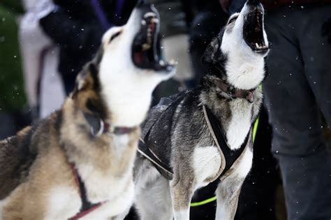 Yukon Mushers Struggle To Feed Dogs After Poor Salmon Runs
