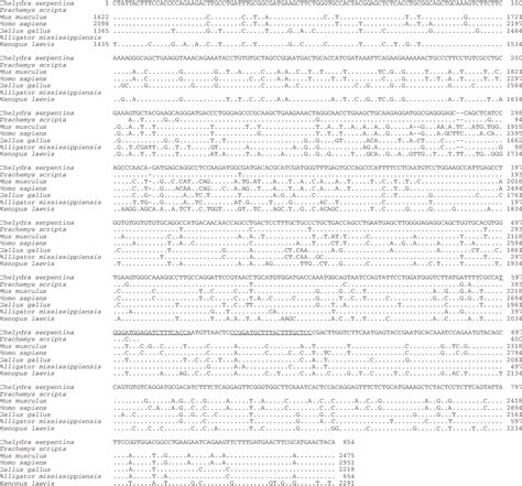 Figure 1 From Expression Of Putative Sex Determining Genes During The