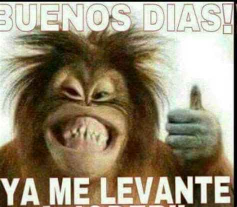 Memes Cortos De Monos
