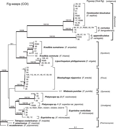 Molecular Phylogenetic Tree Of Fig Pollinating Wasps Constructed By Ml