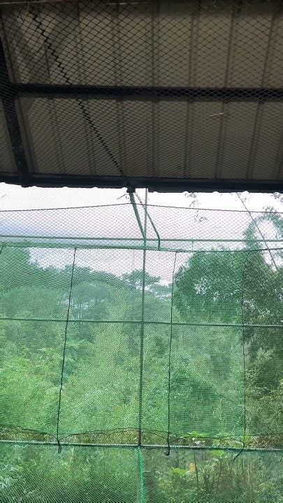 새소리 넘 좋음 모놀어학원 바기오 필리핀골프 바기오골프바기오골프여행 바기오시니어골프 골린이 필리핀조기유학 필리핀어학연수 바기오브렌트국제학교 바기오한달살기