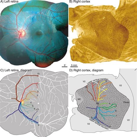 Pdf A Precise Retinotopic Map Of Primate Striate Cortex Generated