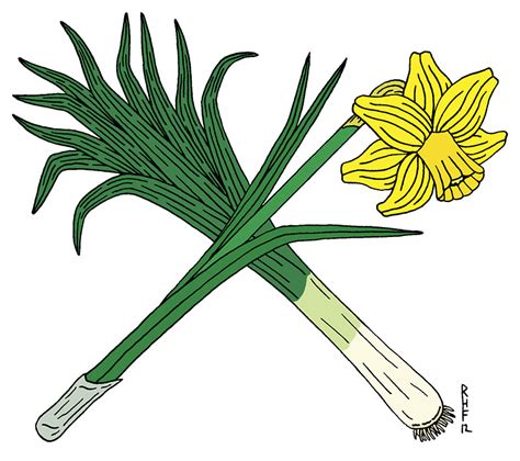 Daffodils Leeks Clipart Clipground