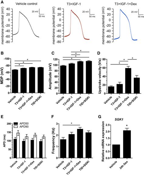 Cardiomyocyte Action Potential Measurement Download Scientific Diagram