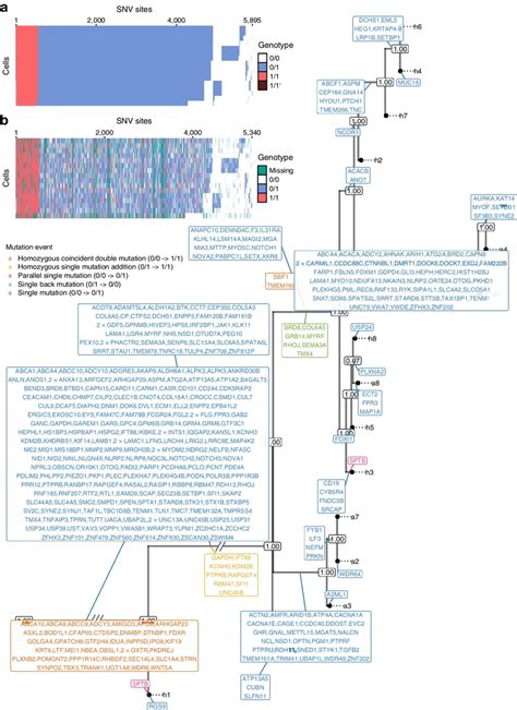 Results Of Phylogenetic Inference And Variant Calling For Tnbc16 42 Download Scientific