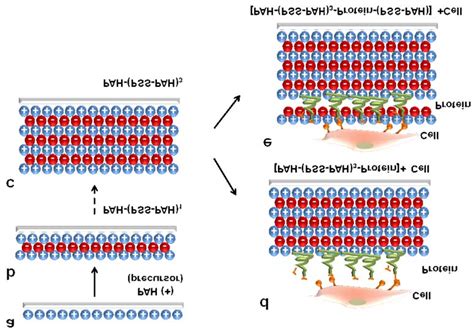 Scheme For The Three Polyelectrolyte Layer Construction And Cell Download Scientific Diagram