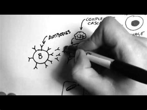 Overview Of Immune System Biology Classroom Biology Resources Teaching Biology