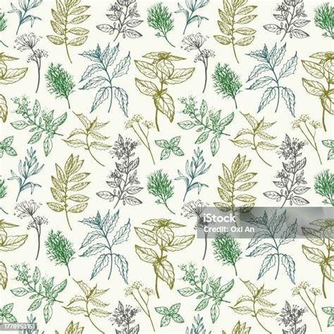 바질 딜 오레가노 로즈마리 세이지 민트 월계수 잎의 가지와 요리 허브 완벽 한 패턴 반복되는 배경 와 식물 새겨진 것 식물 벡터 Illustration 인쇄 카드 직물을