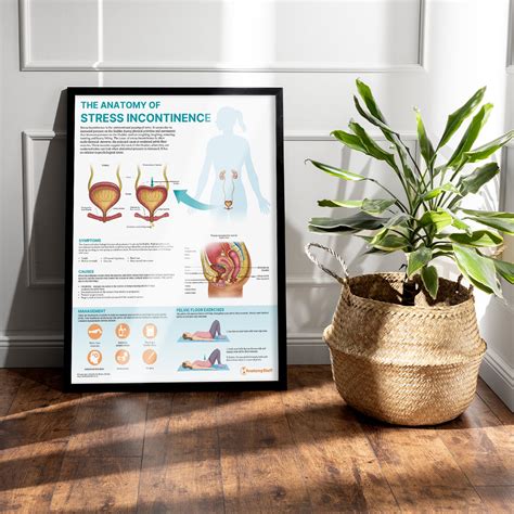 The Anatomy Of Stress Incontinence Urology Chart Anatomy Stuff