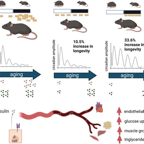 Caloric Restriction Promotes Longevity But Preserves Circadian