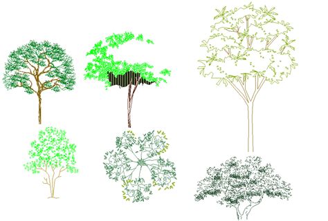 Tree Elevation Plan Autocad File Cadbull