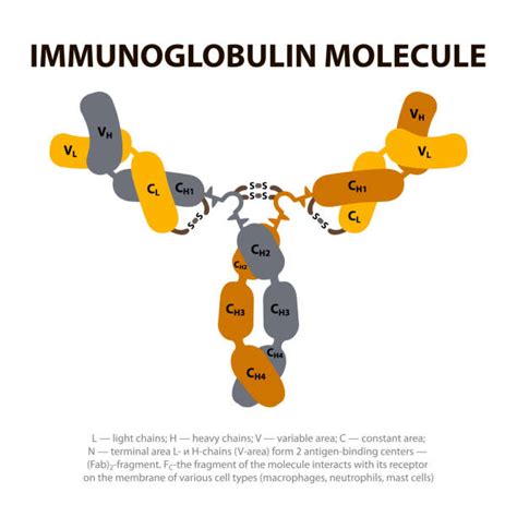 30 Fago Lambda Illustrazioni Foto Stock Immagini E Fotografie Royalty