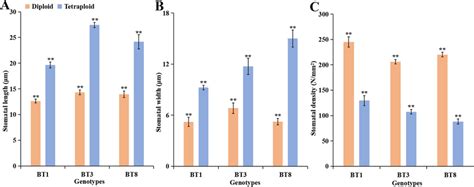 The Stomatal Length A Stomatal Width B And Stomatal Density