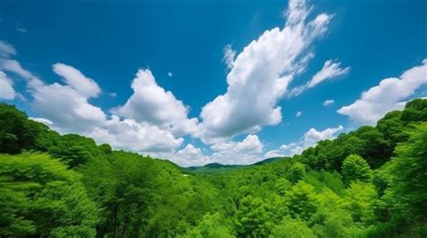 4 여름 숲의 녹지와 시원한 풍경 무료 다운로드 사진 그림 및 배경 이미지 Pngtree