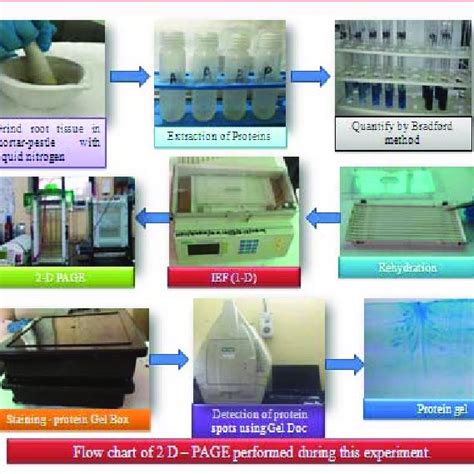Phenol Extraction Followed By Methanolic Ammonium Acetate Precipitation Download Scientific