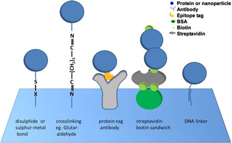 Different Bioconjugation Schemes From Left To Right Disulphide Bridge