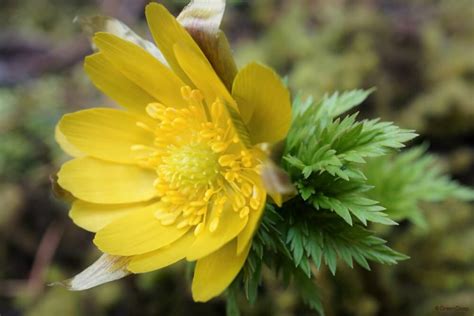 福寿草の花言葉とは花の種類や季節は別名は元日草 HORTI ホルティ by GreenSnap
