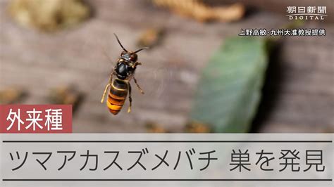 外来スズメバチ、本土定着阻止へ正念場 福岡で初の「毒餌」駆除作戦 Youtube