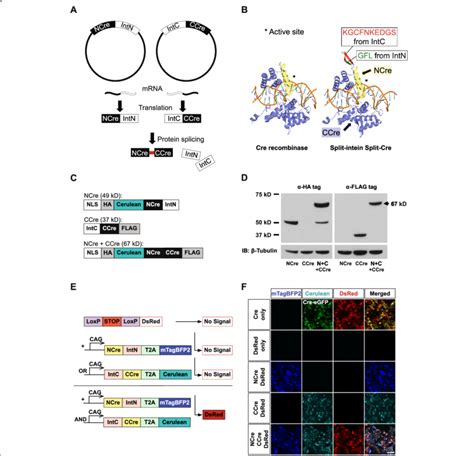 Design Of The Split Intein Mediated Split Cre Recombinase System A Download Scientific Diagram