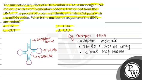 The Nucleotide Sequence Of A Dna Codon Is Gta A Messenger Rna Mole