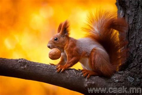 Хэрэм Амьтны ертөнц