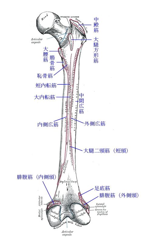 Anatomy Of Humur 大腿骨について（用語、名称、写真、大腿骨に付く筋、大転子、小転子、転子窩に付く筋） トレンドの樹