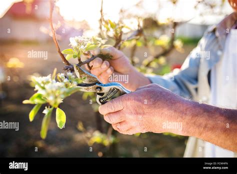 Pruning Apple Tree Hi Res Stock Photography And Images Alamy