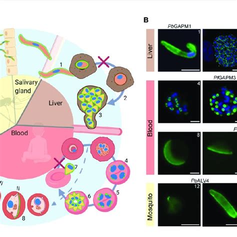 Plasmodium Spp Imc Proteins And Other Apicomplexan Imc Proteins With