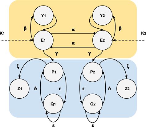 Proposed Network For Central Pattern Generator Lines Ending In Circle Download Scientific