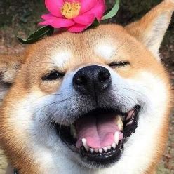 QCefView Win CEF Qt VS 项目启用Flash类讲解Clone from https github tishion QCefView
