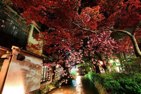 夜の八重桜 高瀬川と木屋町通の遅咲きの桜 京都もよう KYOTO MOYOU