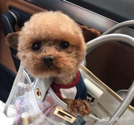 飞耳泰迪究竟好不好养呢 知乎
