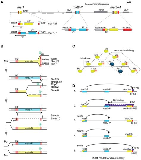 Mating Type Region And Mating Type Switching In S Pombe A Schematic