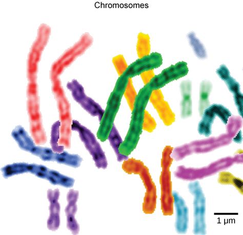 Biology 2e The Cell Cell Structure Eukaryotic Cells Infohio Open Space
