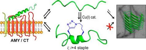 通过侧链到侧链大环化将淀粉样蛋白形成的胰岛淀粉样多肽转化为有效的非聚集肽配体 Journal Of The American Chemical Society X Mol