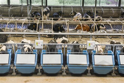 Breeding For Feed Efficiency Increases Utilisation Of Roughage Intake Crv