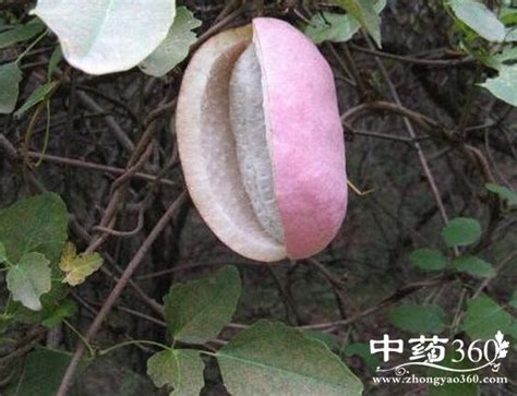八月扎 八月札的功效与作用 随意云