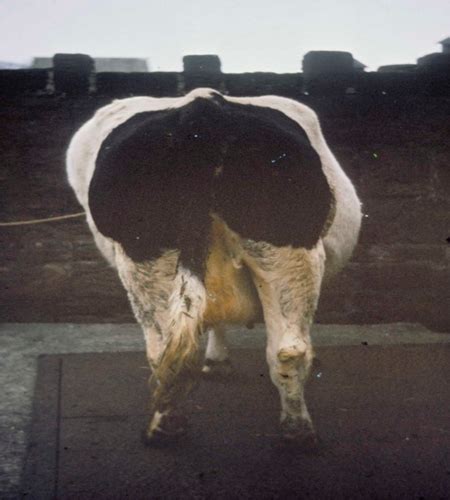 Git Bloat And Wire Flashcards Quizlet